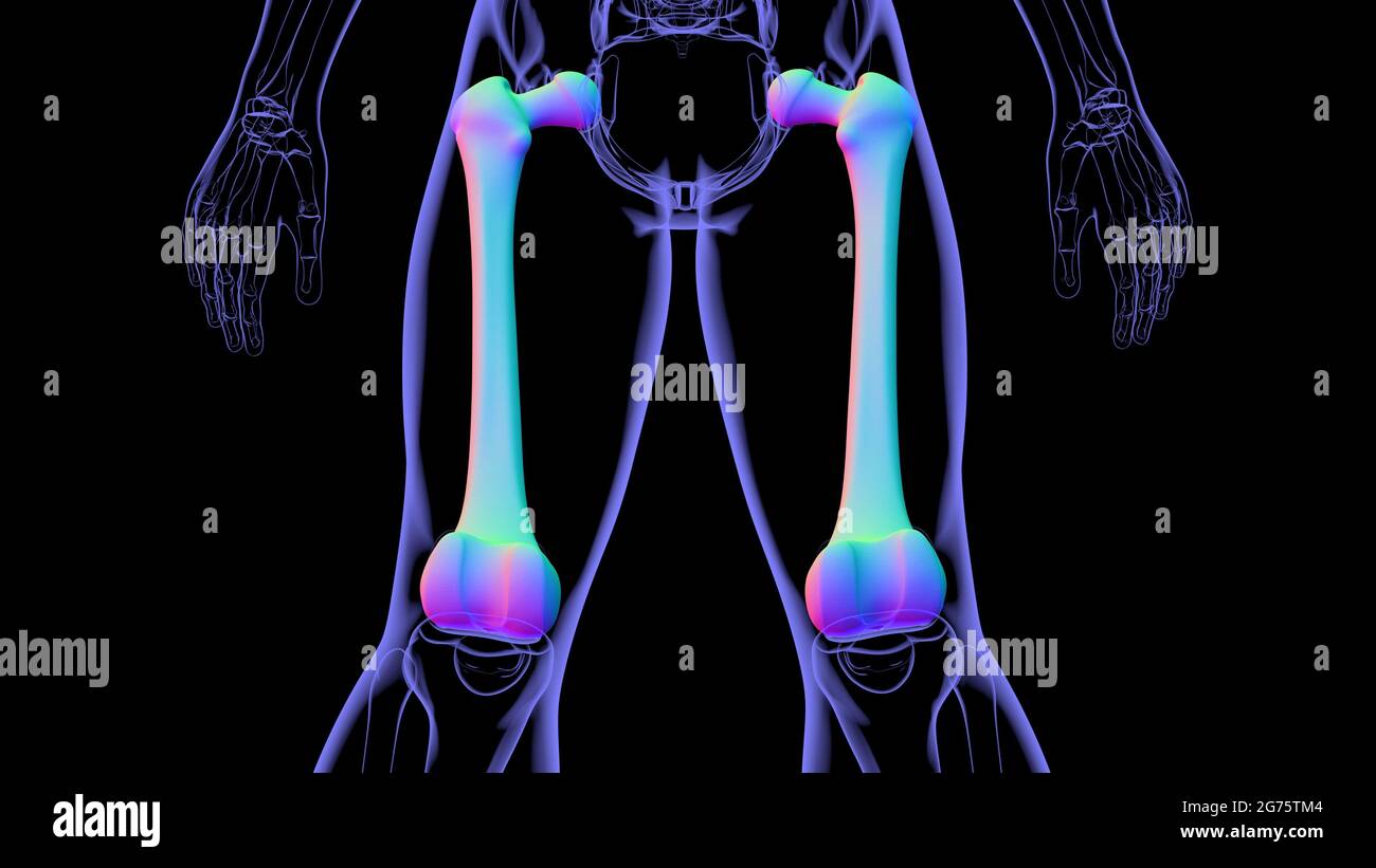 Human skeleton anatomy Femur Bone 3D Rendering For Medical Concept ...