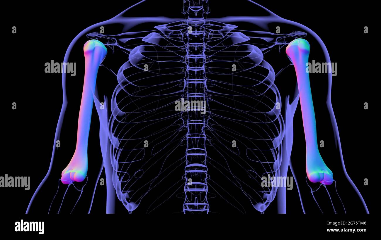 Human skeleton anatomy Humerus Bone 3D Rendering For Medical Concept ...