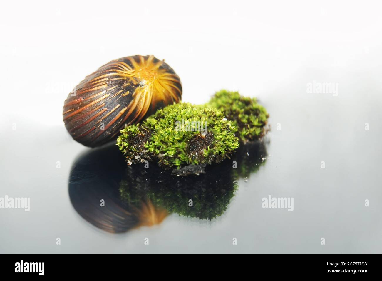 Kernel shells hi-res stock photography and images - Alamy