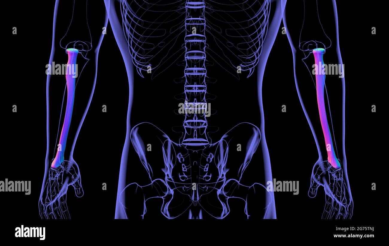 Human skeleton anatomy Radius Bone 3D Rendering For Medical Concept ...