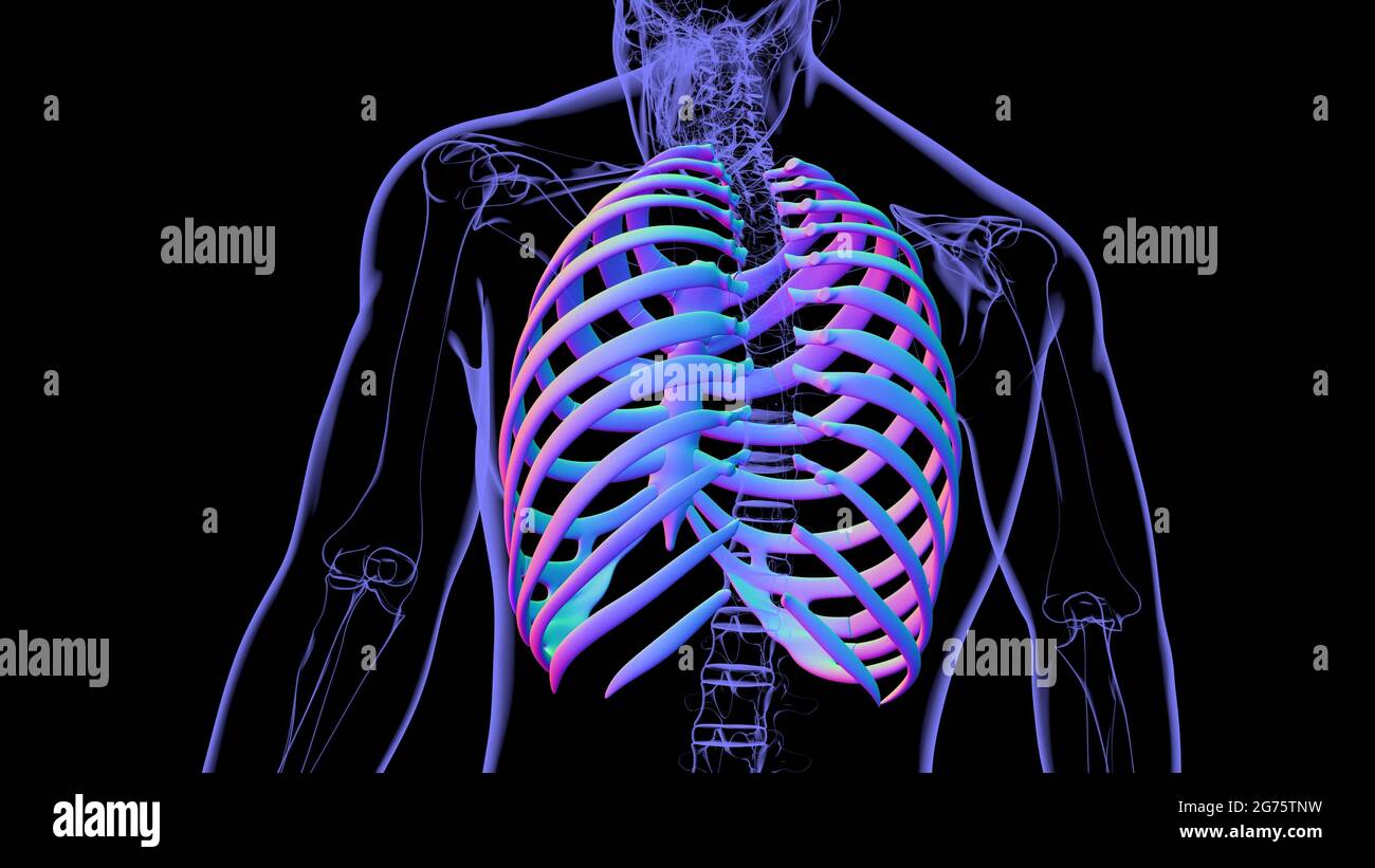 Human skeleton anatomy Rib Cage 3D Rendering For Medical Concept Stock ...