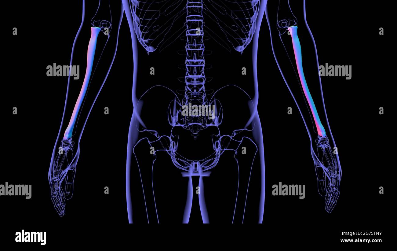 Human skeleton anatomy Radius Bone 3D Rendering For Medical Concept ...