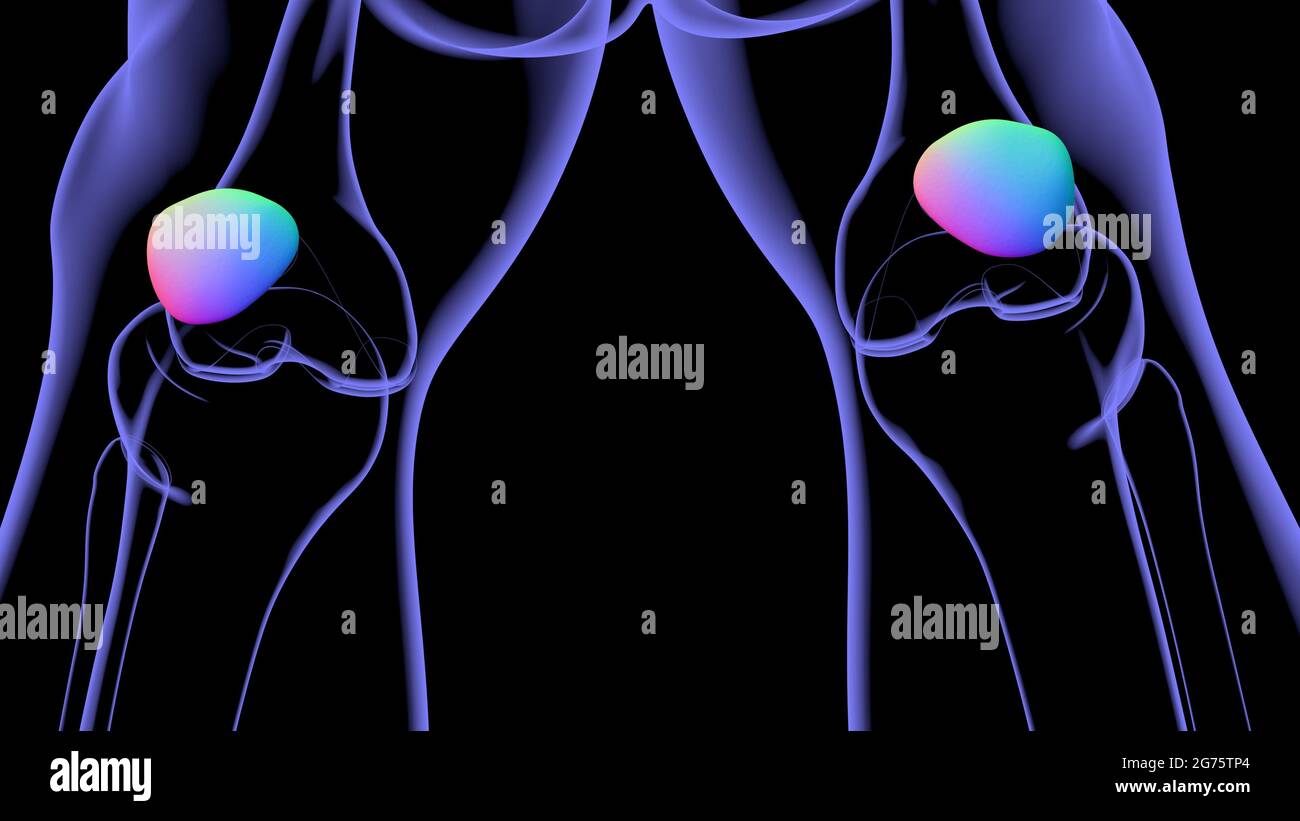 Human skeleton anatomy Patella Bone 3D Rendering For Medical Concept ...