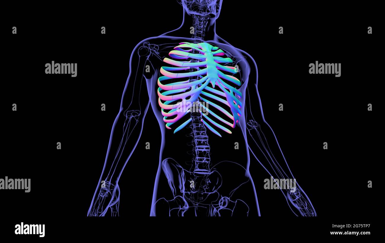 Human skeleton anatomy Rib Cage 3D Rendering For Medical Concept Stock ...