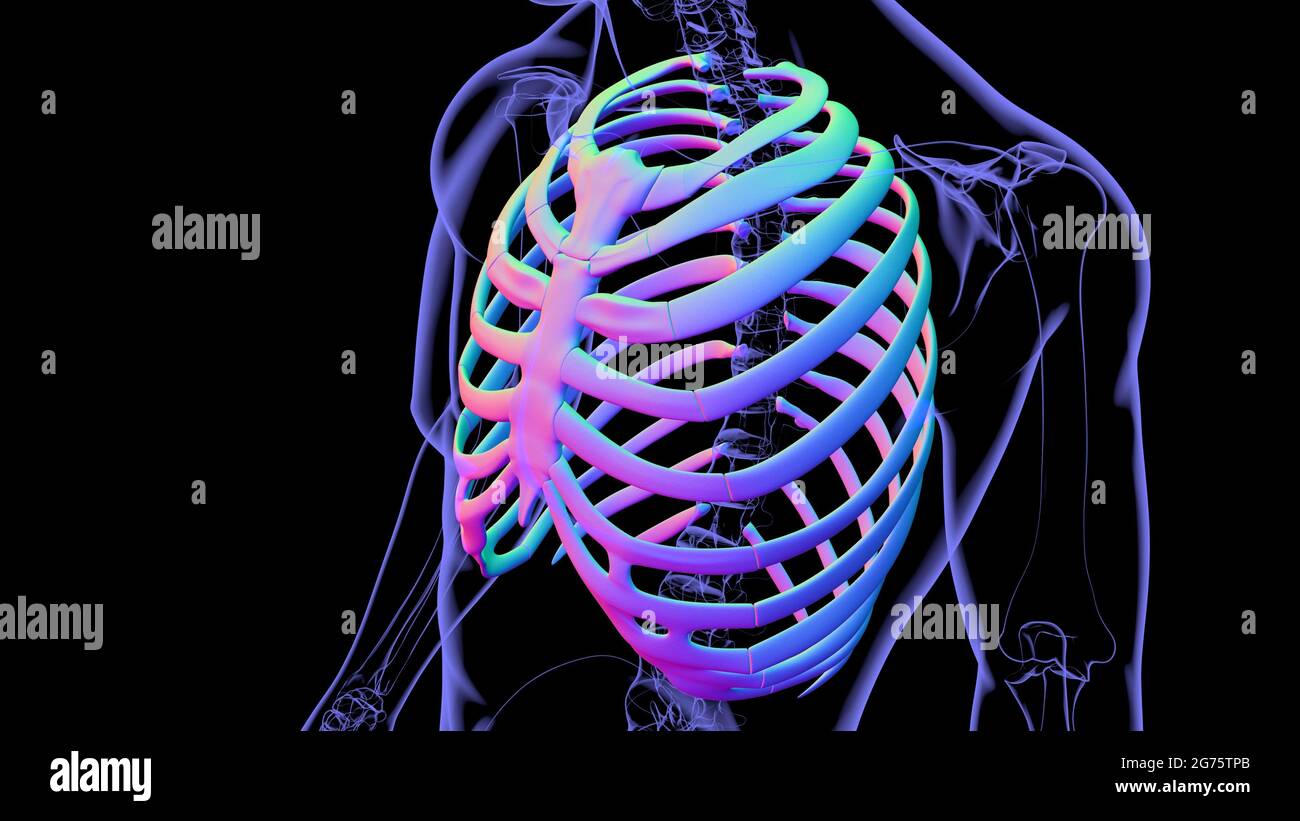 Human skeleton anatomy Rib Cage 3D Rendering For Medical Concept Stock ...