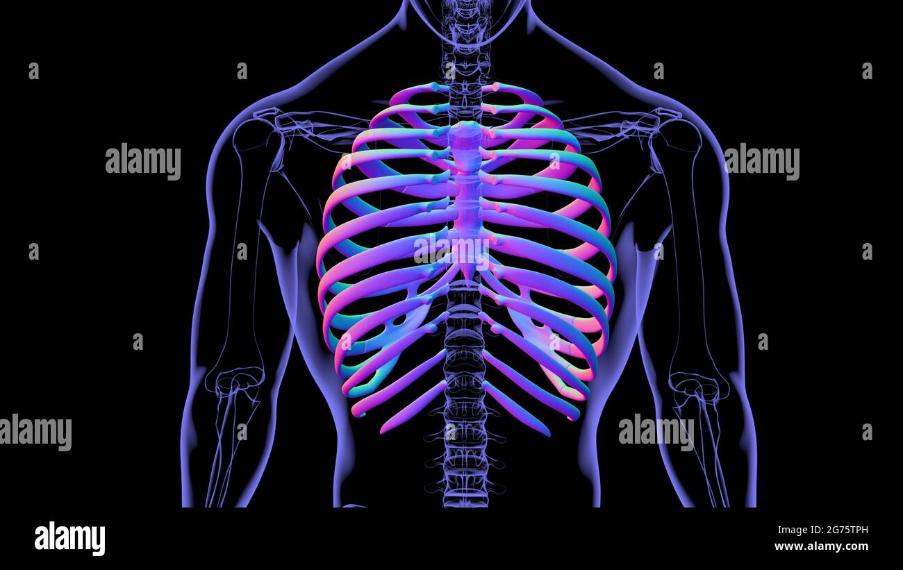 Human skeleton anatomy Rib Cage 3D Rendering For Medical Concept Stock ...