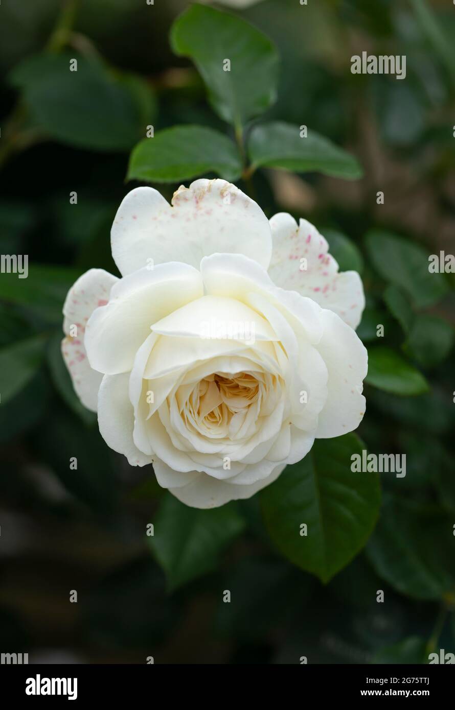 Close up of a David Austin rose called Rosa Tranquillity. A white rose ...