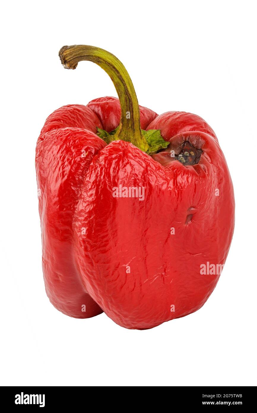 rotten red bell pepper isolated on white background Stock Photo - Alamy