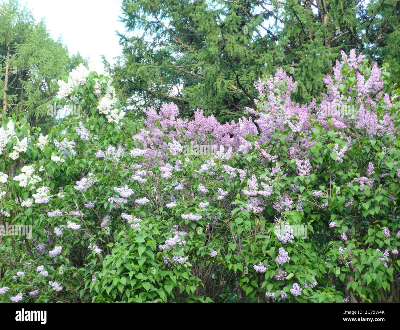 lilac at spring on leaf background Stock Photo - Alamy