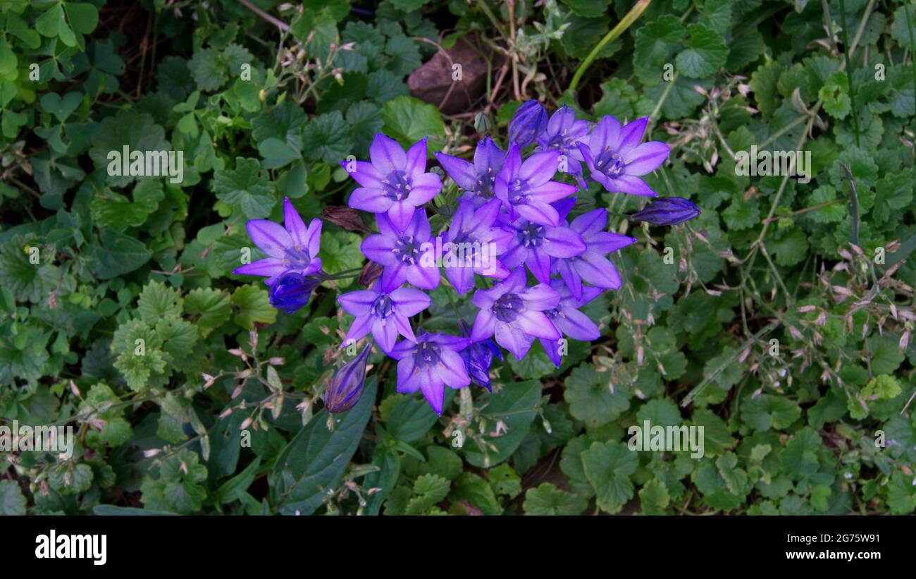 Lavender lily hi-res stock photography and images - Alamy