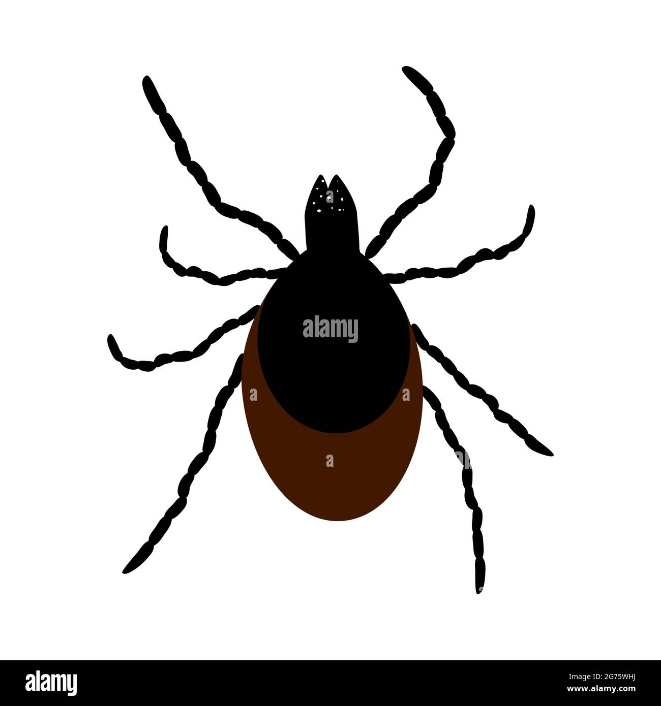 Mite icon isolated on white background. Wild or domestic tick parasite ...