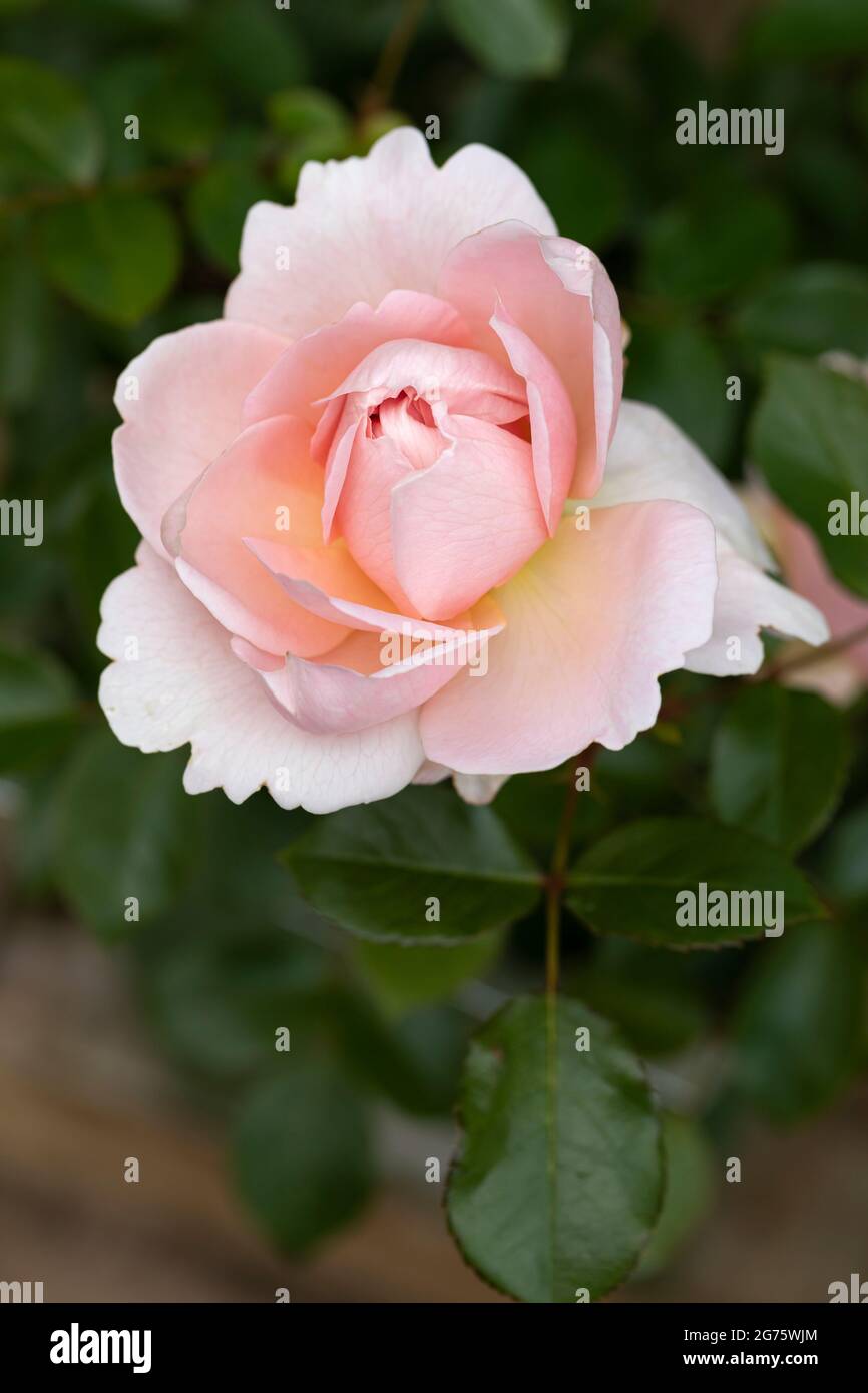 Close up of a David Austin pink rose called rosa Wildeve flowering in ...