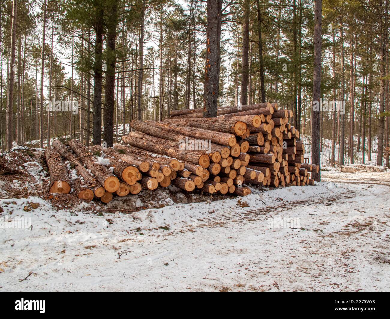 Cut trees during a logging operation in Massachusetts Stock Photo - Alamy