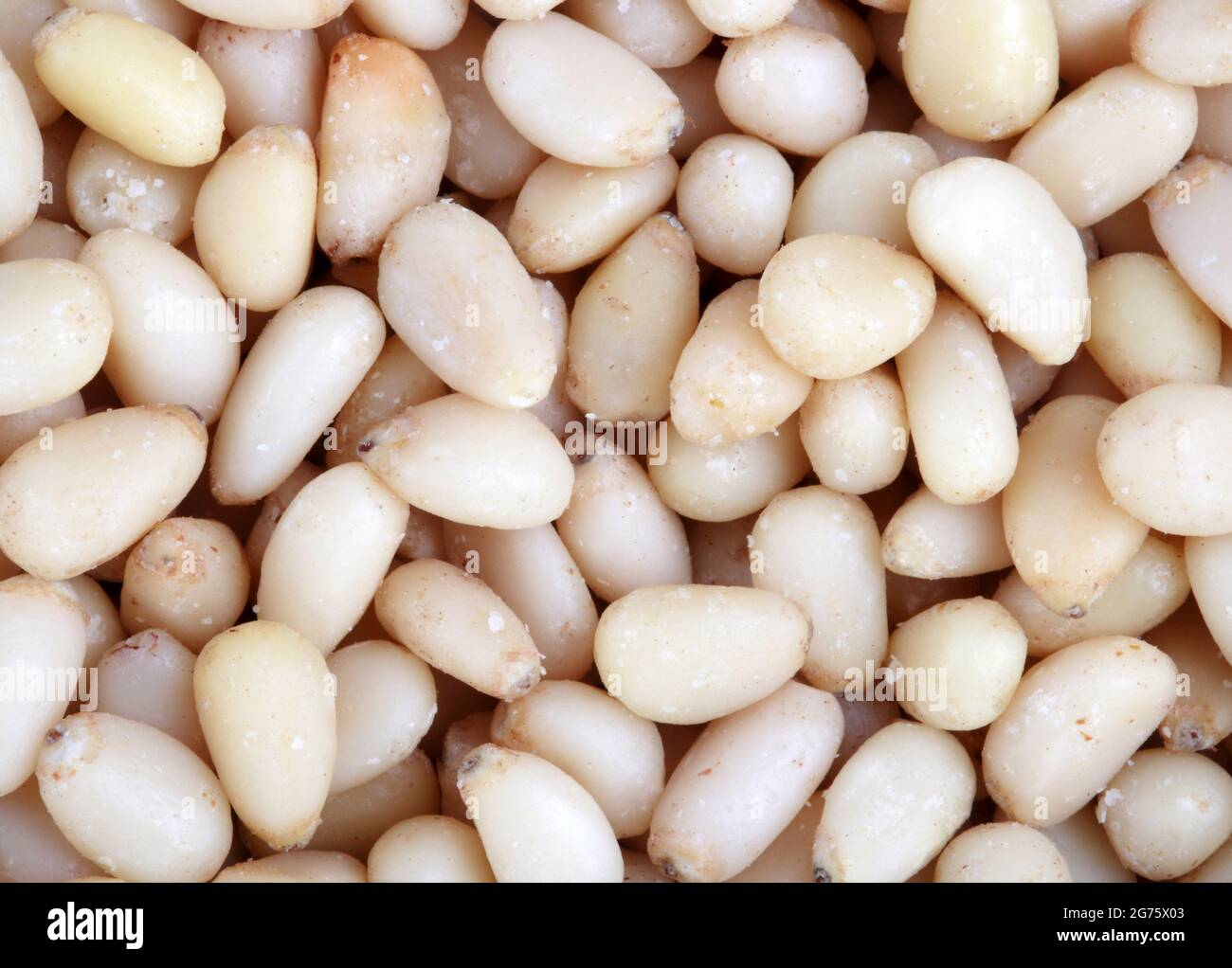 many cedar nut at day Stock Photo - Alamy