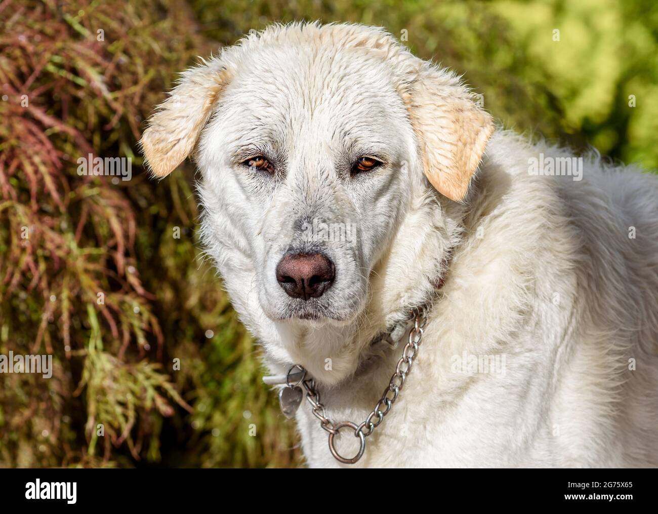 Portrait of the young white Maremma Shepherd dog outdoors Stock Photo ...