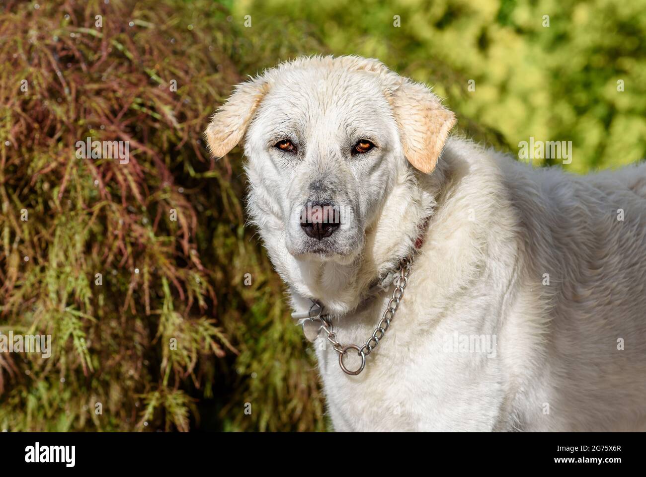 Maremma dog hi-res stock photography and images - Alamy