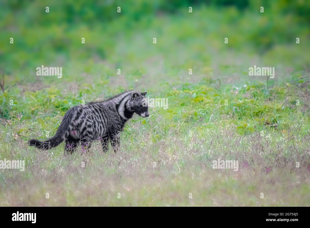 Civet species hi-res stock photography and images - Alamy