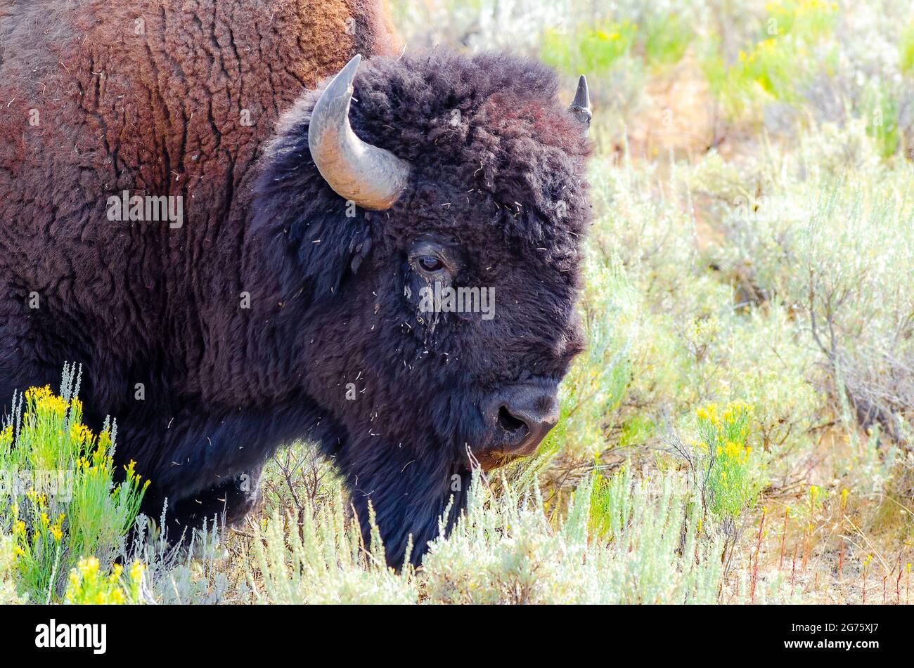 American Bison in Yellowstone National Park Stock Photo - Alamy