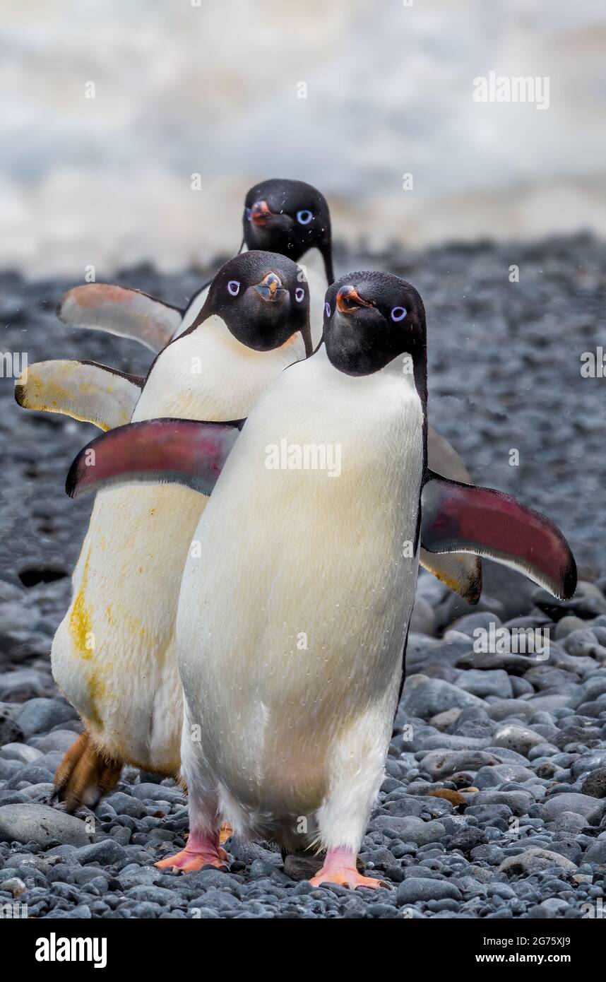 Adelie penguin train Stock Photo - Alamy