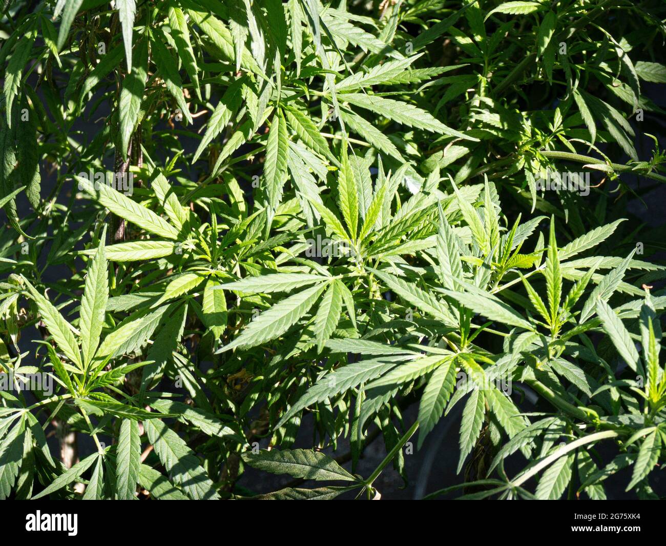 Marijuana leaf sun hi-res stock photography and images - Alamy