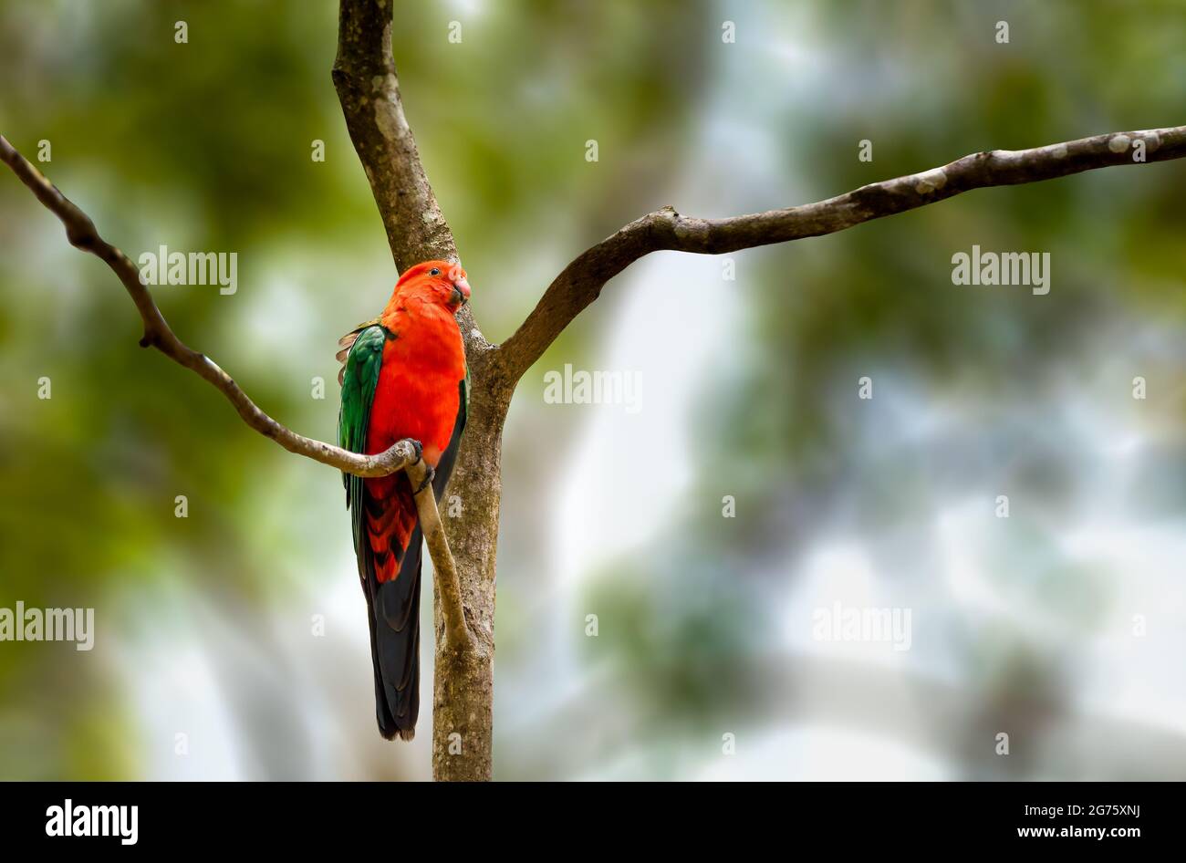 Australian king parrot Stock Photo - Alamy