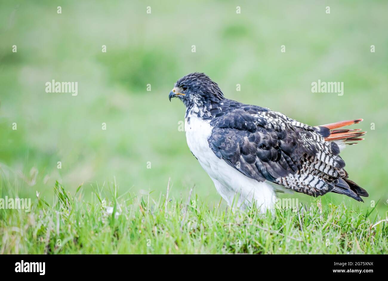 Augur hawk hi-res stock photography and images - Alamy