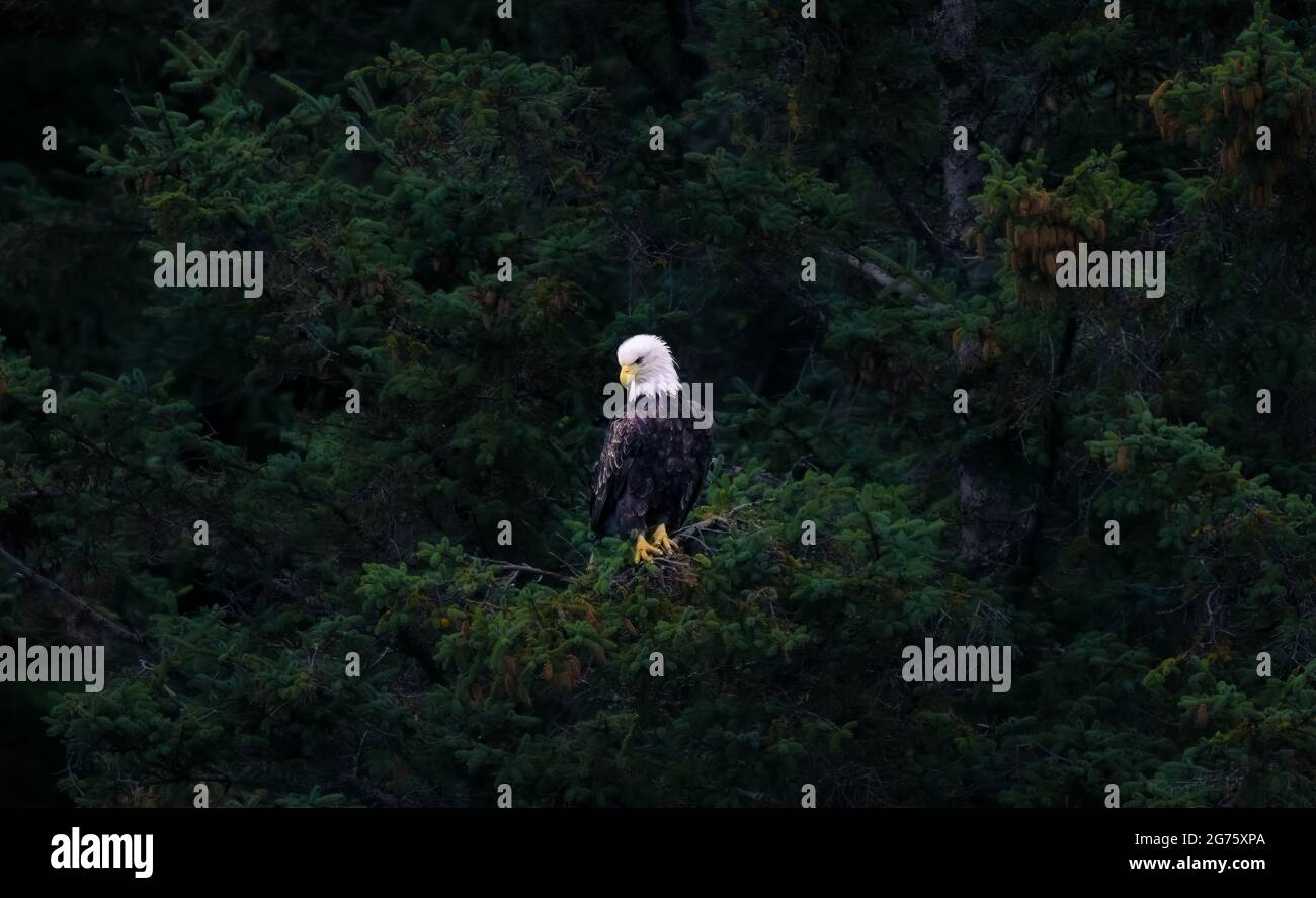 American Bald Eagle Stock Photo - Alamy