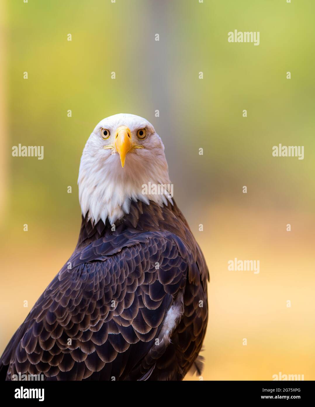 American Bald Eagle Stock Photo - Alamy