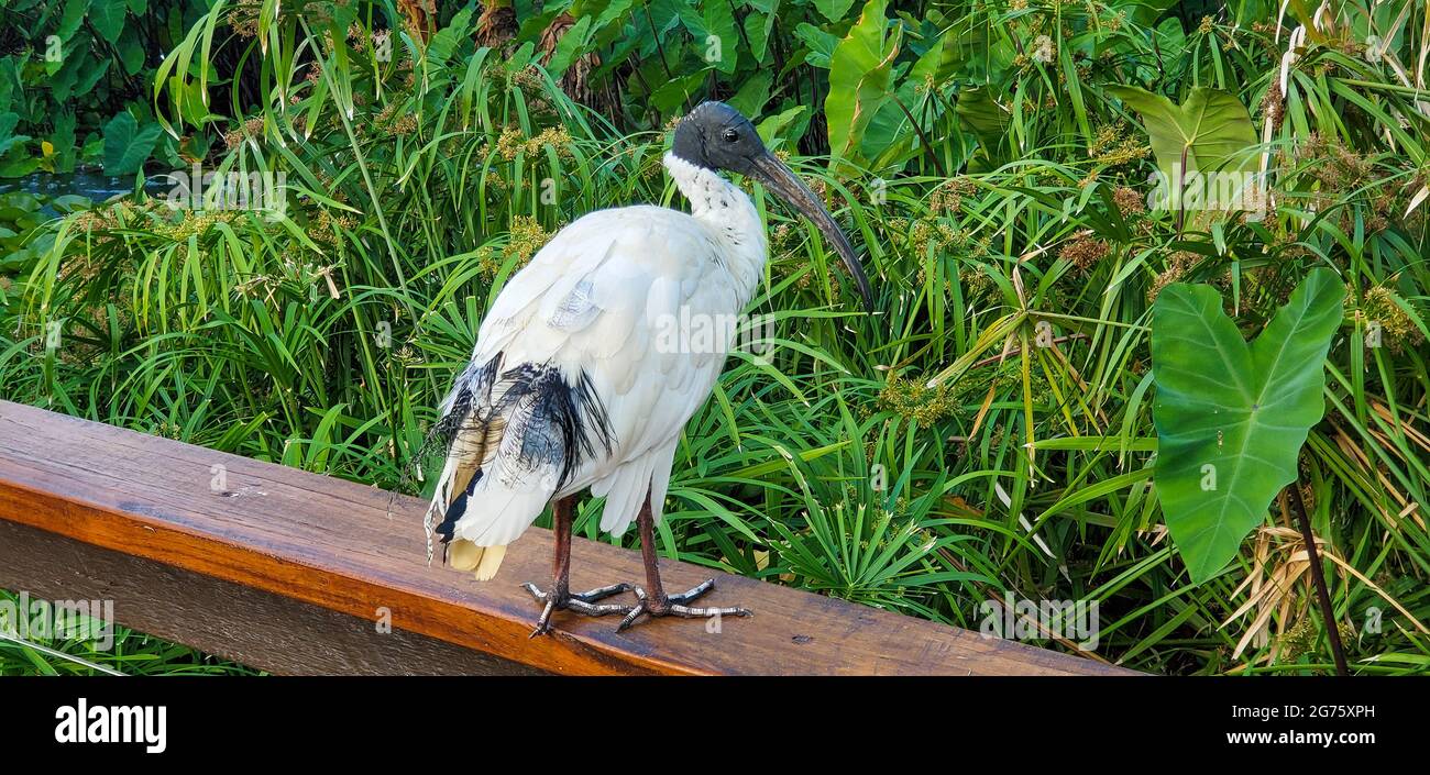 African sacred ibis standing hi-res stock photography and images - Alamy