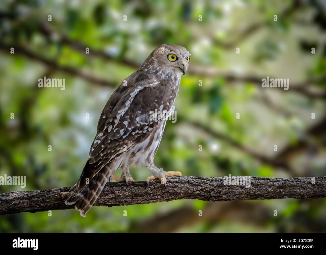 Owl bird avian tree bark hi-res stock photography and images - Alamy