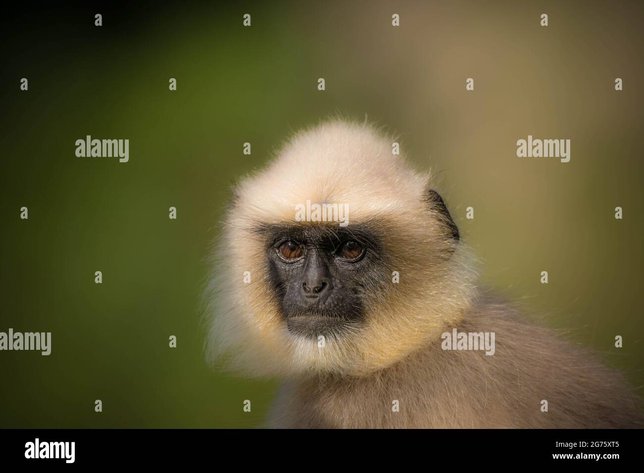 Black footed gray langur Stock Photo - Alamy