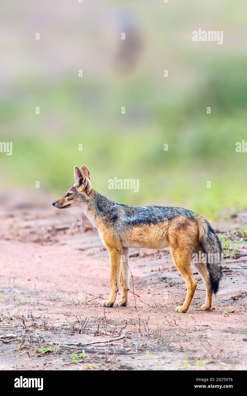 Black Backed Jackal Stock Photo - Alamy