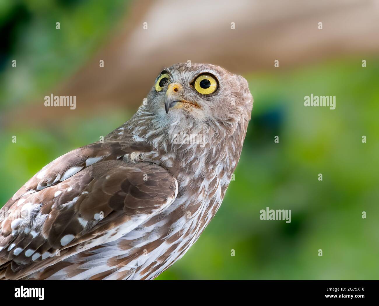Owl bird avian tree bark hi-res stock photography and images - Alamy