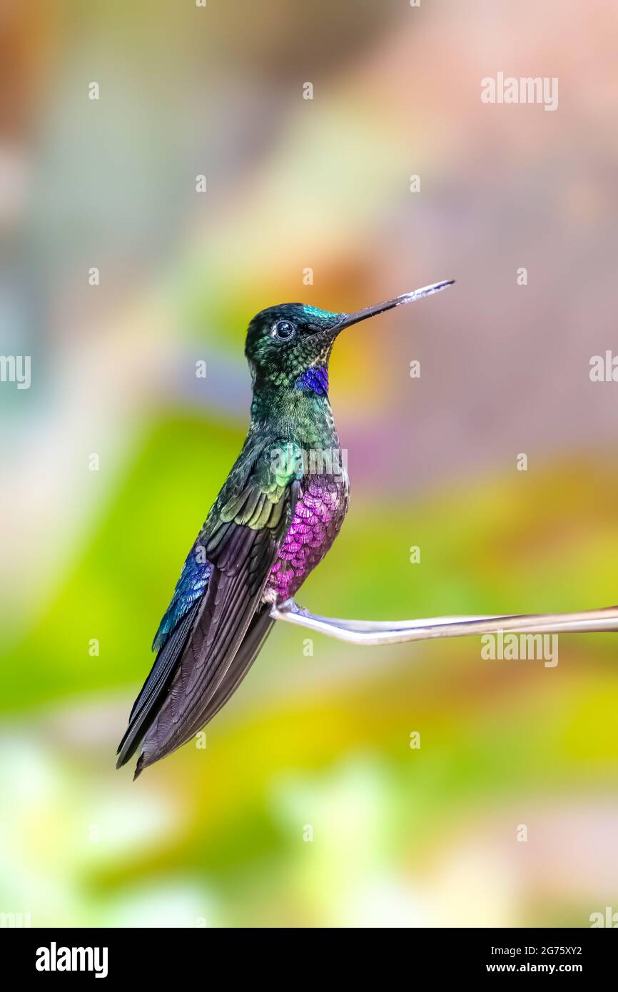 Blue-throated starfrontlet hummingbird Stock Photo - Alamy