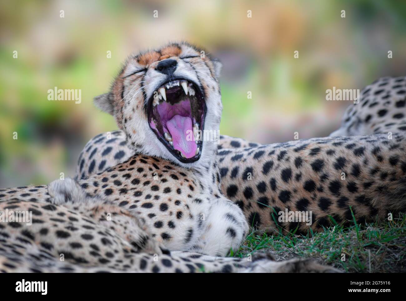 Laughing Cheetah Meme