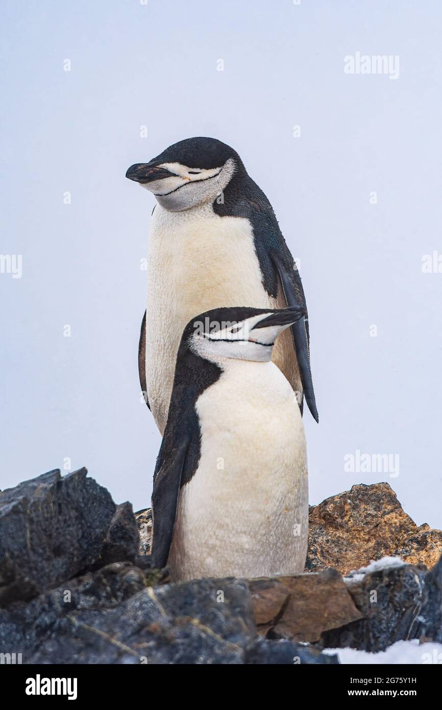 Chin-strap penguin couple in Antarctica Stock Photo - Alamy