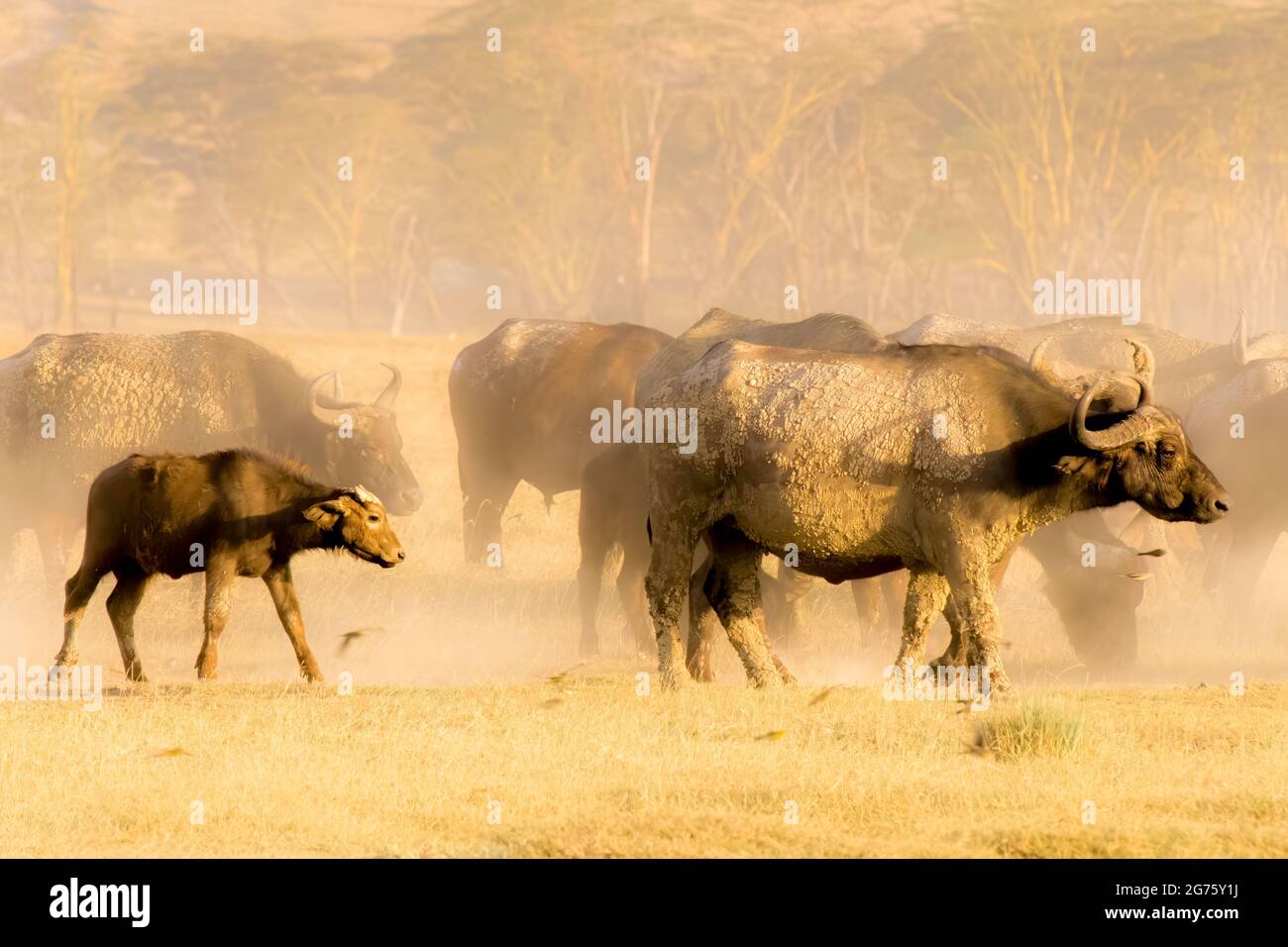 Stampede bison hi-res stock photography and images - Alamy