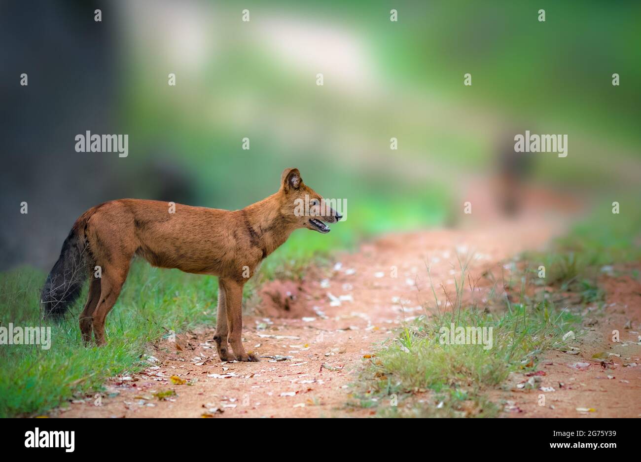 Dhole fox hi-res stock photography and images - Alamy
