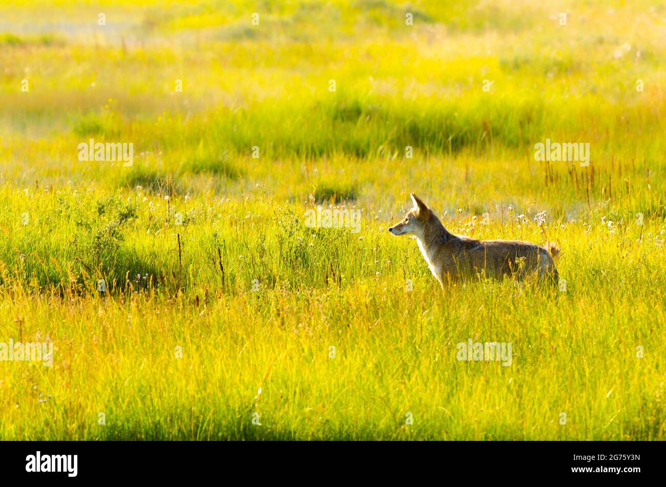 Coyote in the grasslands Stock Photo - Alamy