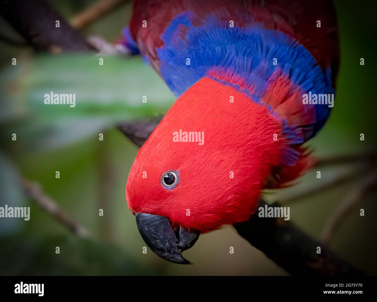 Eclectus parrot solomon islands hi-res stock photography and images - Alamy