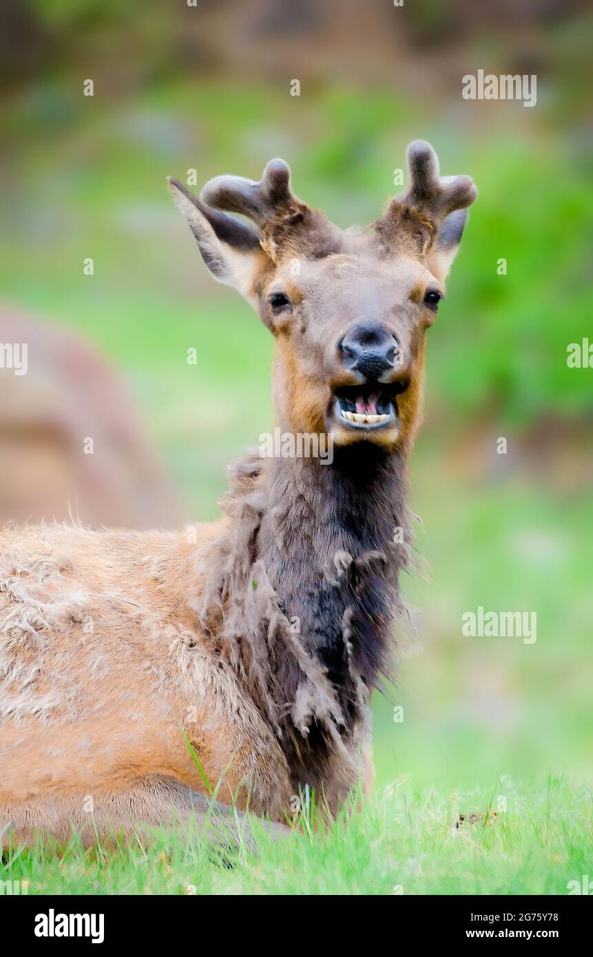 Antelope fawn snow hi-res stock photography and images - Alamy