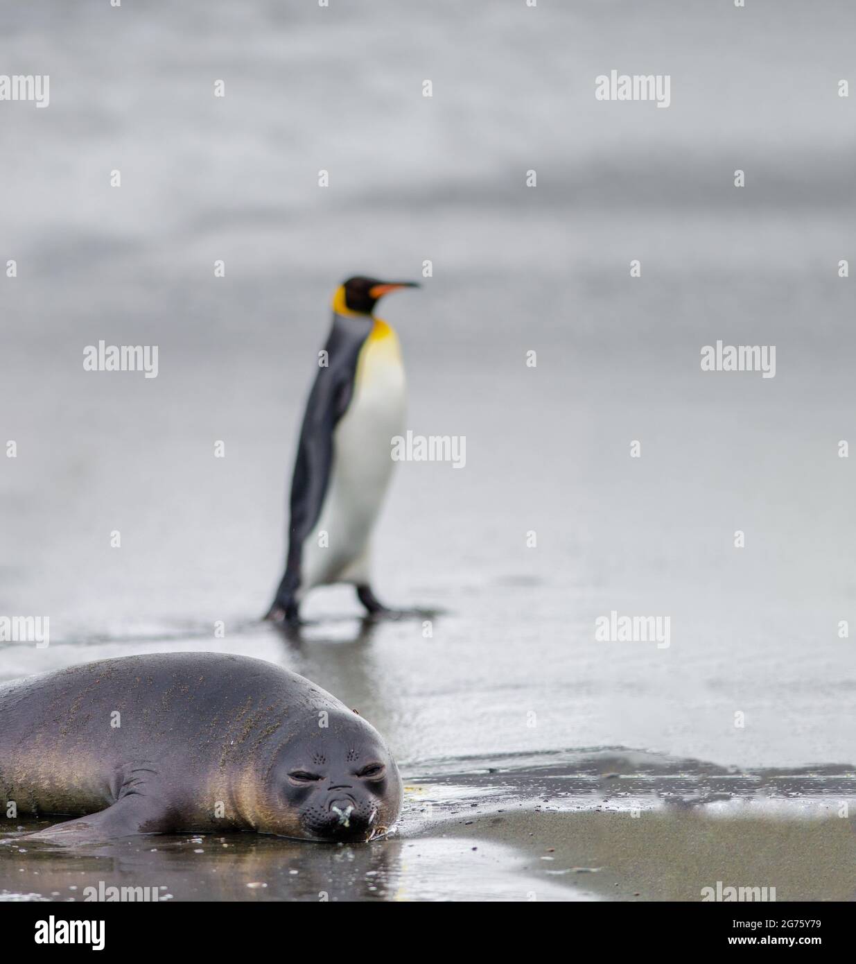 Elephant Seal Pup and King Penguin Stock Photo - Alamy