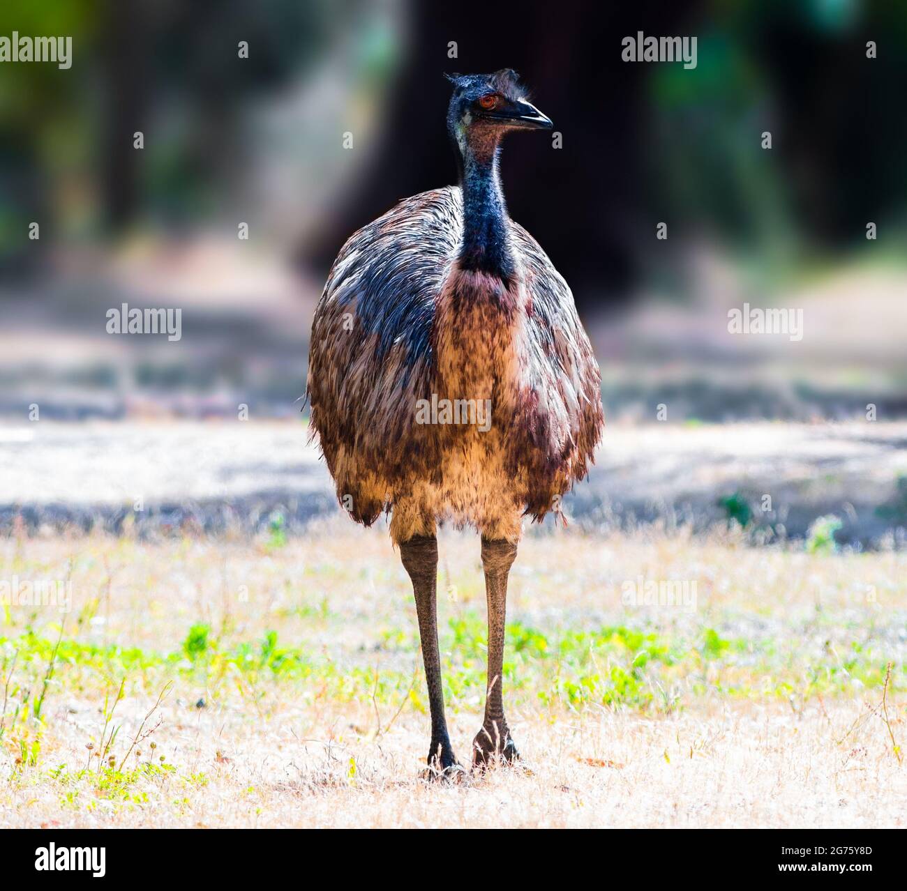 Emu in Australia Stock Photo - Alamy