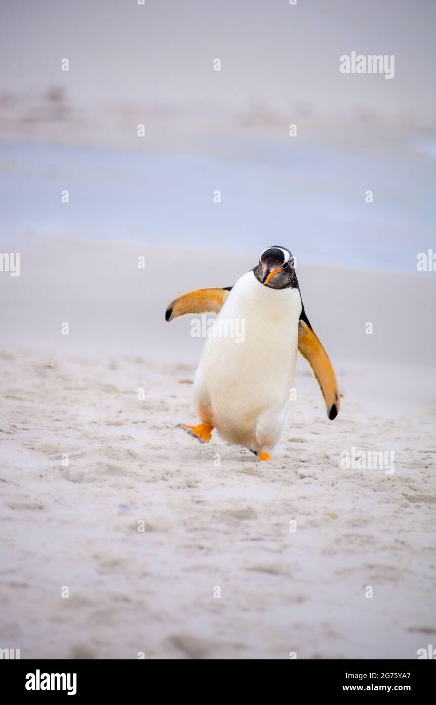 Exploration behaviour hi-res stock photography and images - Alamy