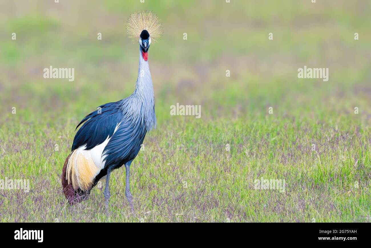 Gray crowned crane Stock Photo - Alamy