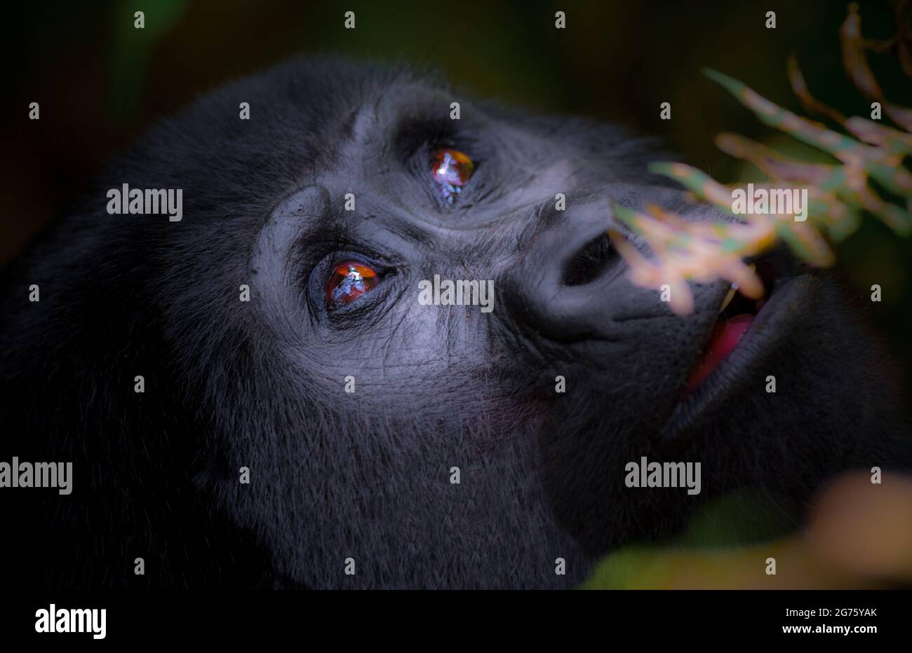 Expressive menacing look green eyes hi-res stock photography and images ...