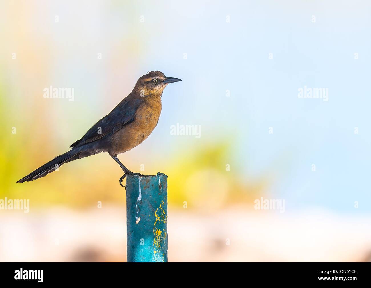 Grackle nest hi-res stock photography and images - Alamy