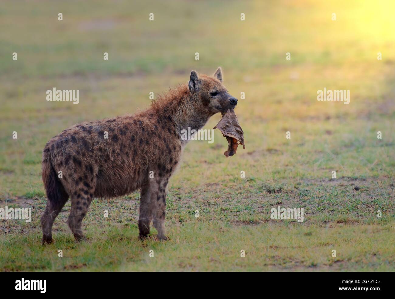 Brown hyena hunt hi-res stock photography and images - Alamy