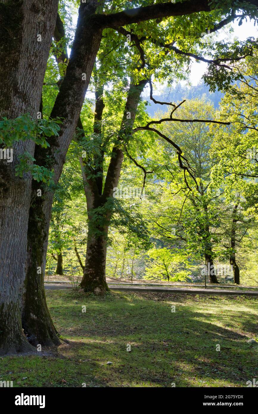 Forest, Adygeya, Russia Stock Photo - Alamy