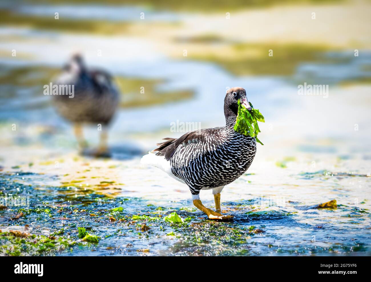 Goose green falkland islands hi-res stock photography and images - Alamy